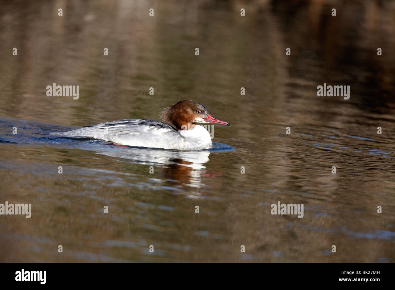 Goosander (Mergus merganser) duck swimming on river Stock Photo - Alamy