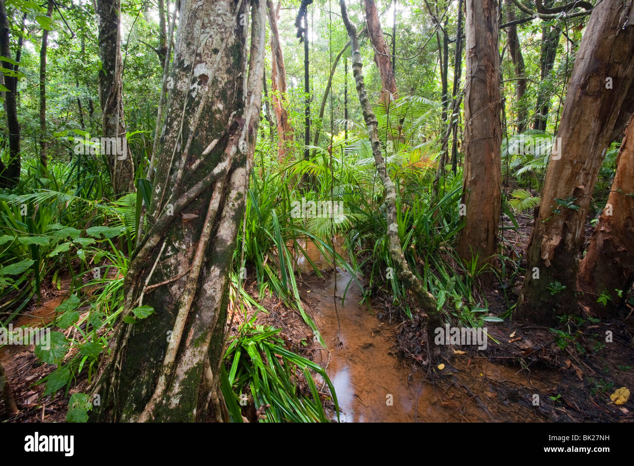 Daintree rainforest hi-res stock photography and images - Alamy