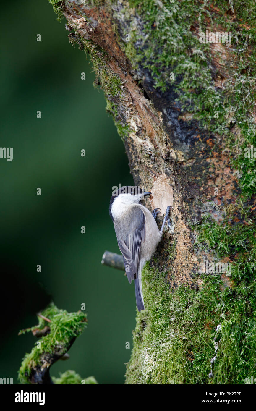 Marsh tit (Parus Palustrus) at nest hole in rotten beech tree Stock ...