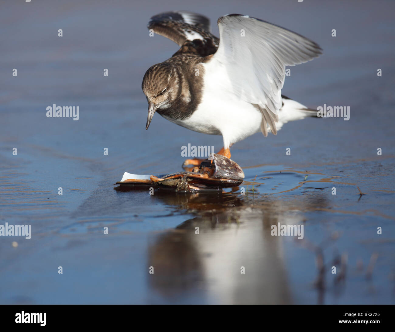Turnstone (Arenaria interpres) eating mussel on ice Stock Photo - Alamy