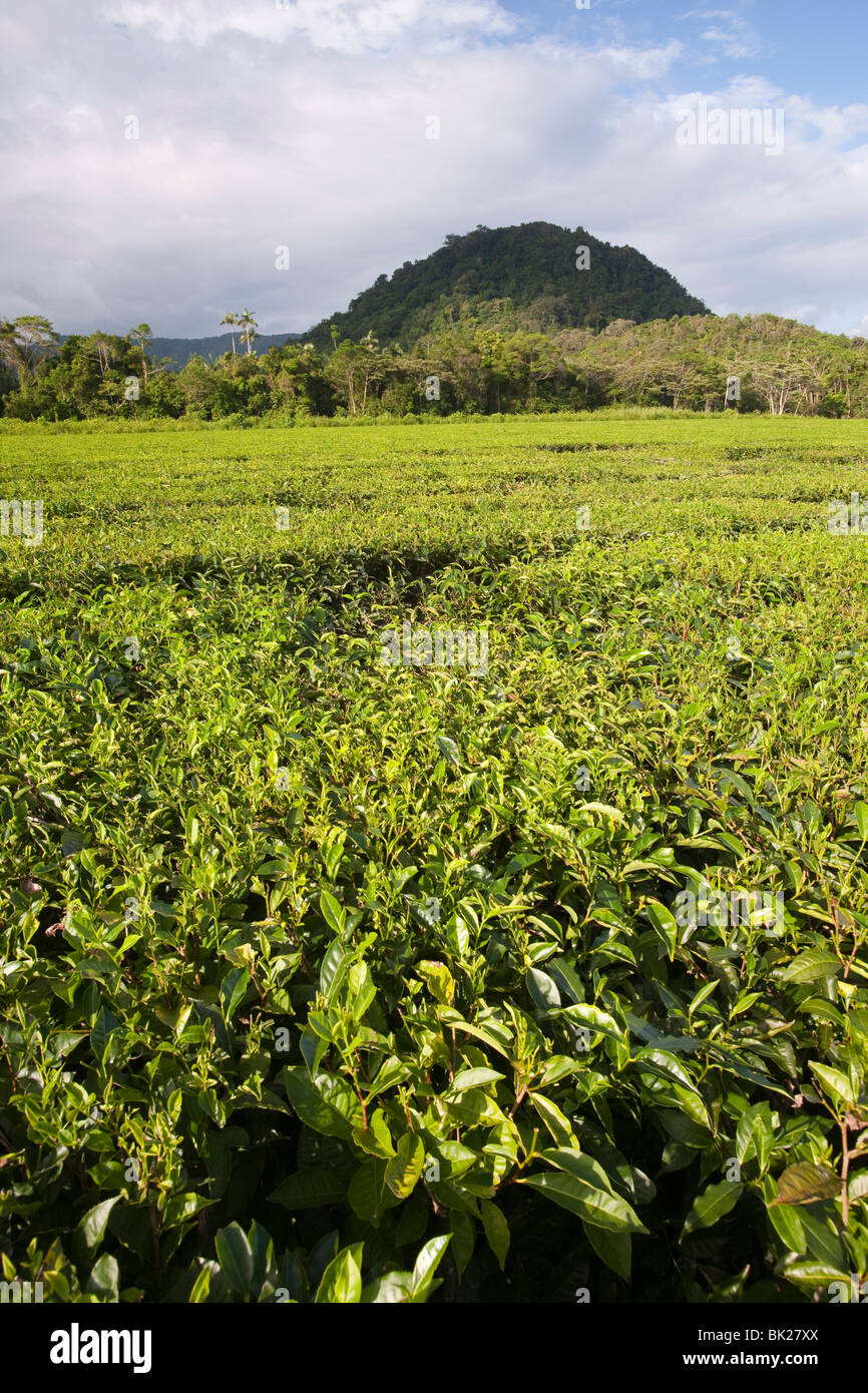 Deforestation makes way for agriculture in the Daintree rain forest ...