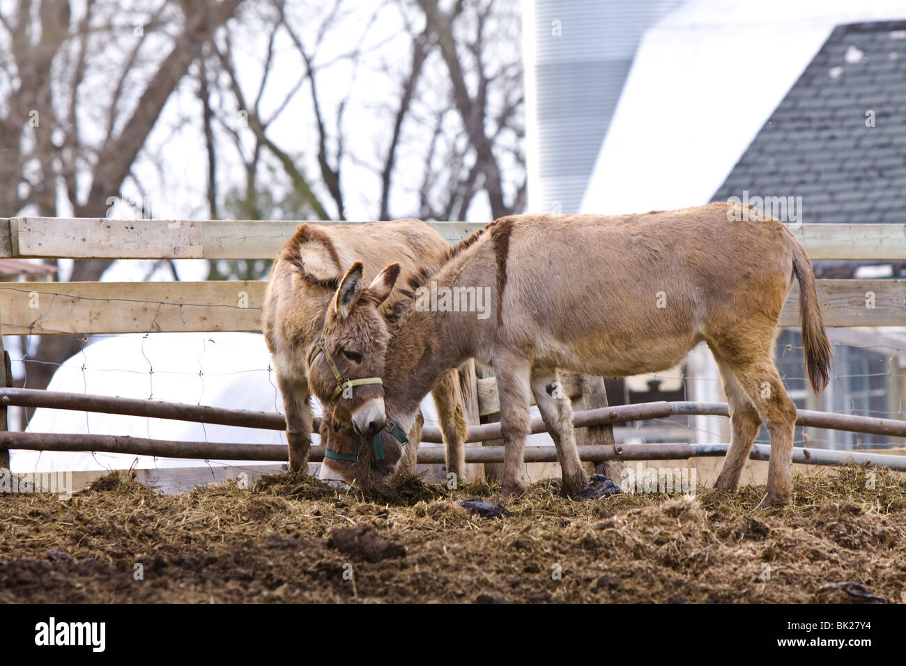 A pair of donkeys ruminating in their corral Stock Photo - Alamy