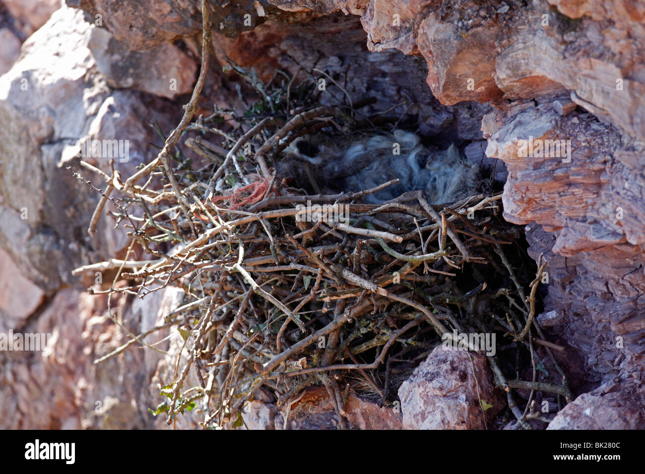 Raven nest cliff hi-res stock photography and images - Alamy