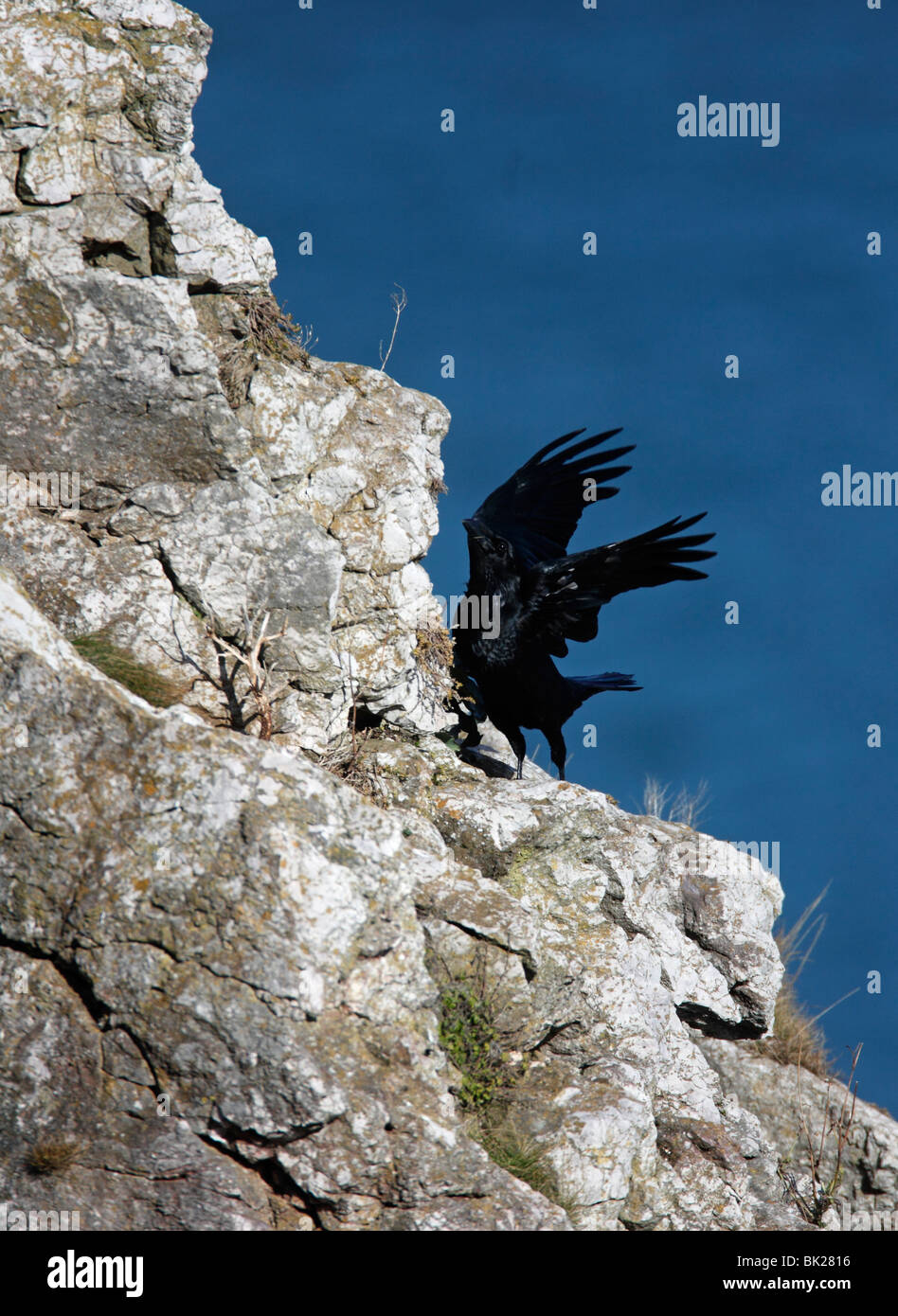 Perching raven hi-res stock photography and images - Alamy