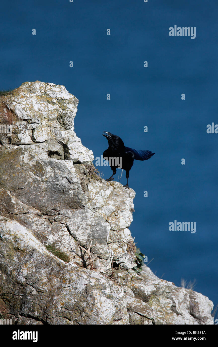 Perching raven hi-res stock photography and images - Alamy