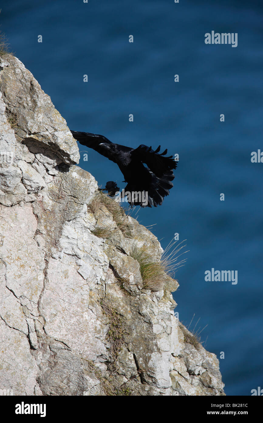 Raven cliffs hi-res stock photography and images - Alamy