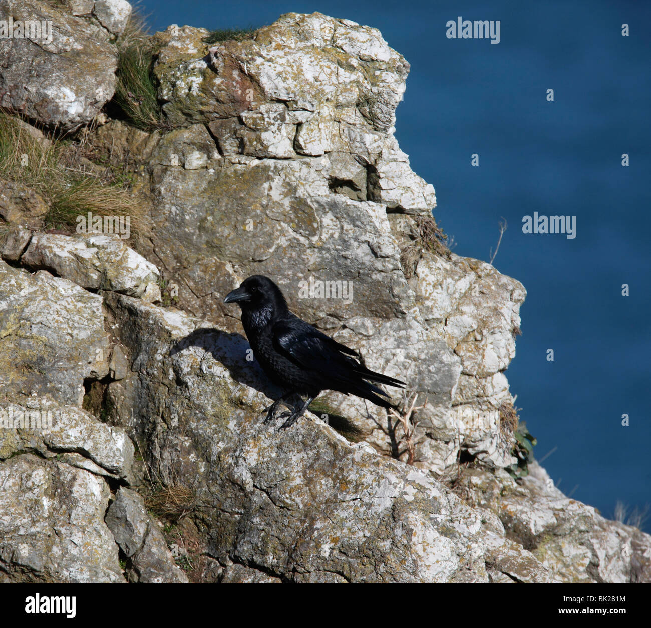 Perching raven hi-res stock photography and images - Alamy