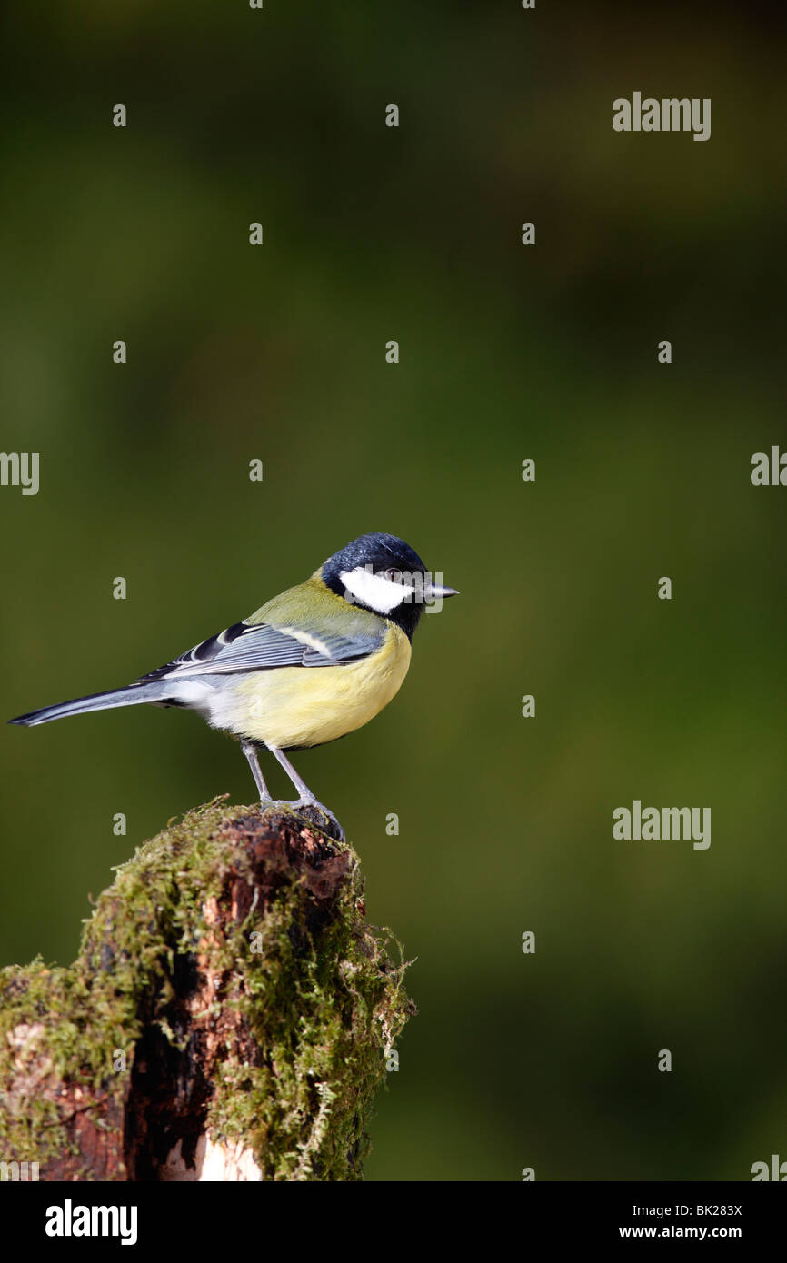Great tit (Parus major) perching on stump side view Stock Photo - Alamy