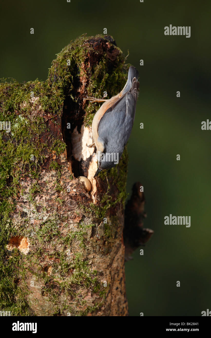 Dead beech tree hi-res stock photography and images - Alamy