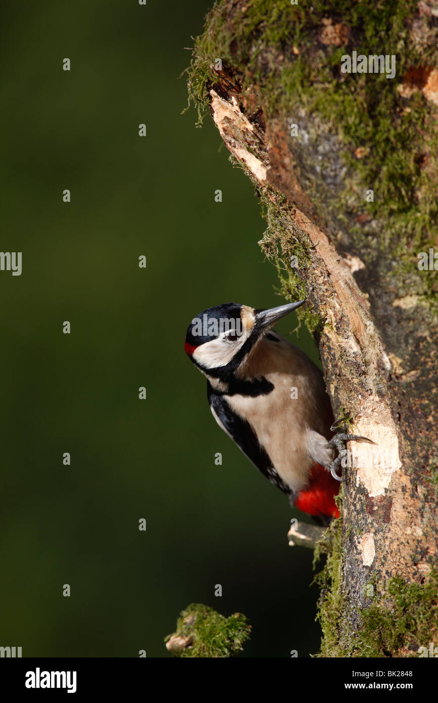 Great spotted woodpecker (Dendrocopus major) male looking for food in ...