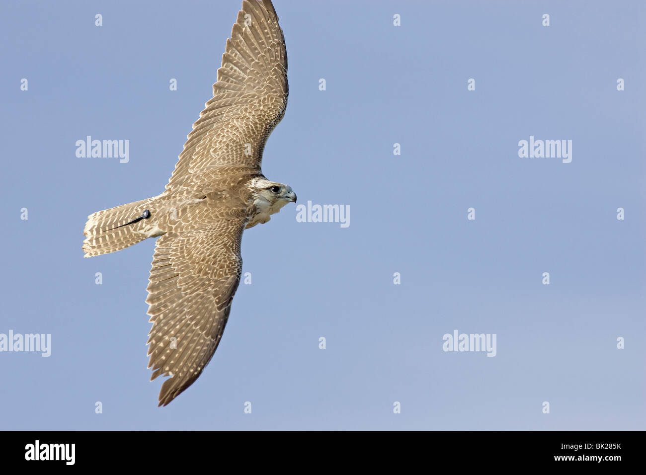 Gyrfalcon in flight showing tracking device at base of tail Stock Photo ...