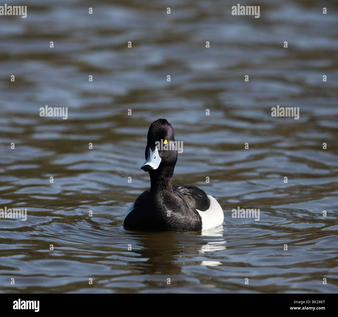 Tufted duck (Aythya fuligula) drake swimming front view Stock Photo - Alamy