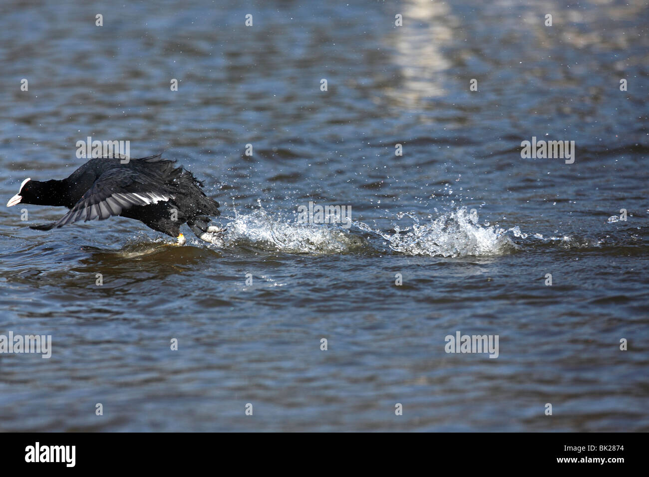 Chase in water hi-res stock photography and images - Alamy