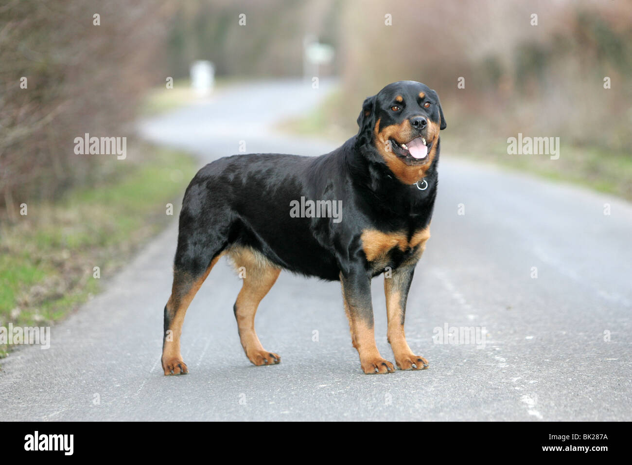 Female Rottweiler dog Stock Photo - Alamy