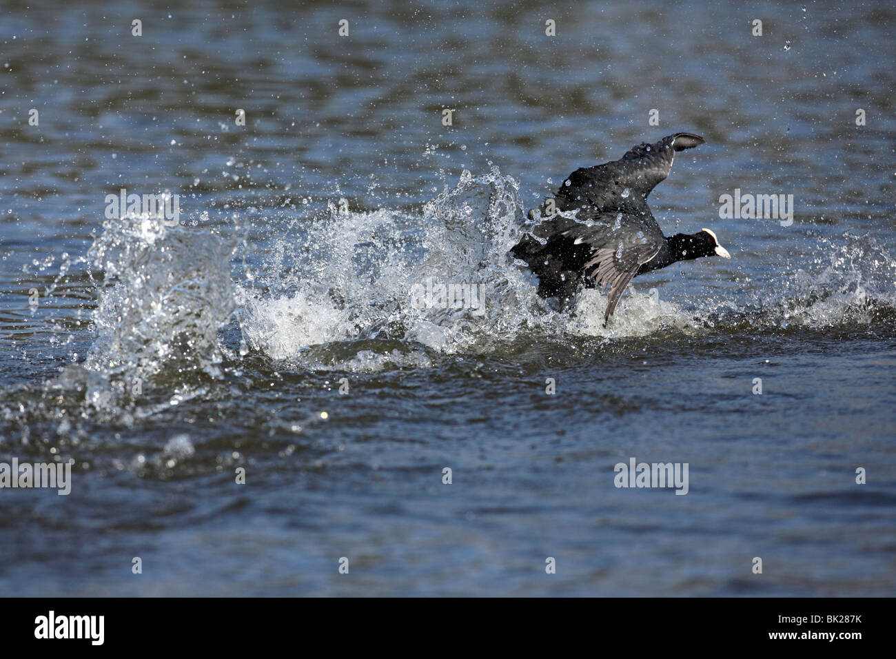 Water birds chasing hi-res stock photography and images - Alamy