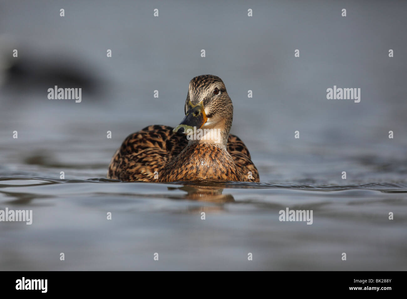 Mallard (Anas platyrhynchos) duck swimming front view Stock Photo - Alamy