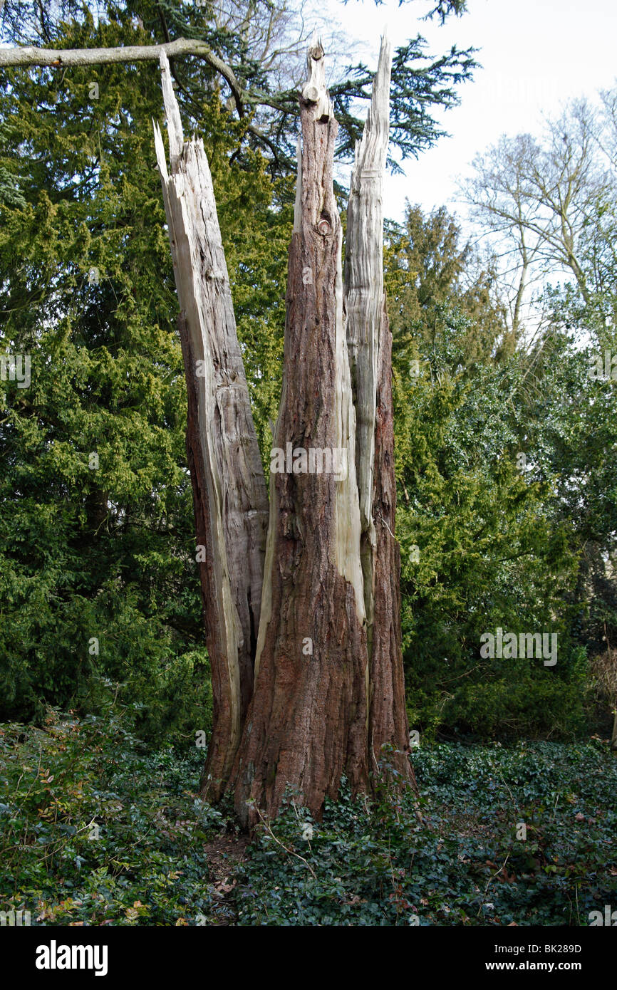 Redwood tree hi-res stock photography and images - Alamy