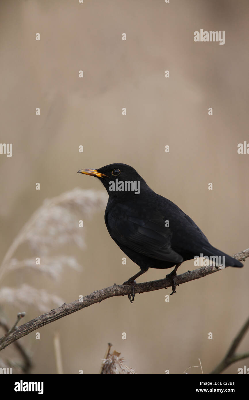 Blackbird (Turdus merula) perching on branch back view Stock Photo - Alamy