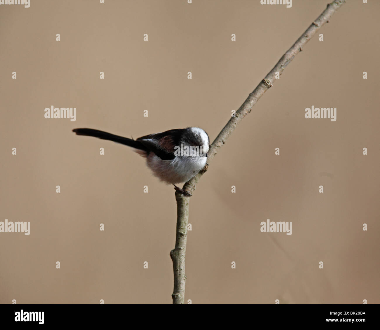 Long tailed tit (Aegithalos caudatus) perching on branch side view ...