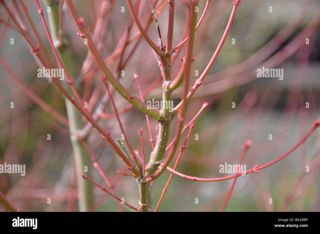 Japanese maple acer budding springtime Stock Photo - Alamy