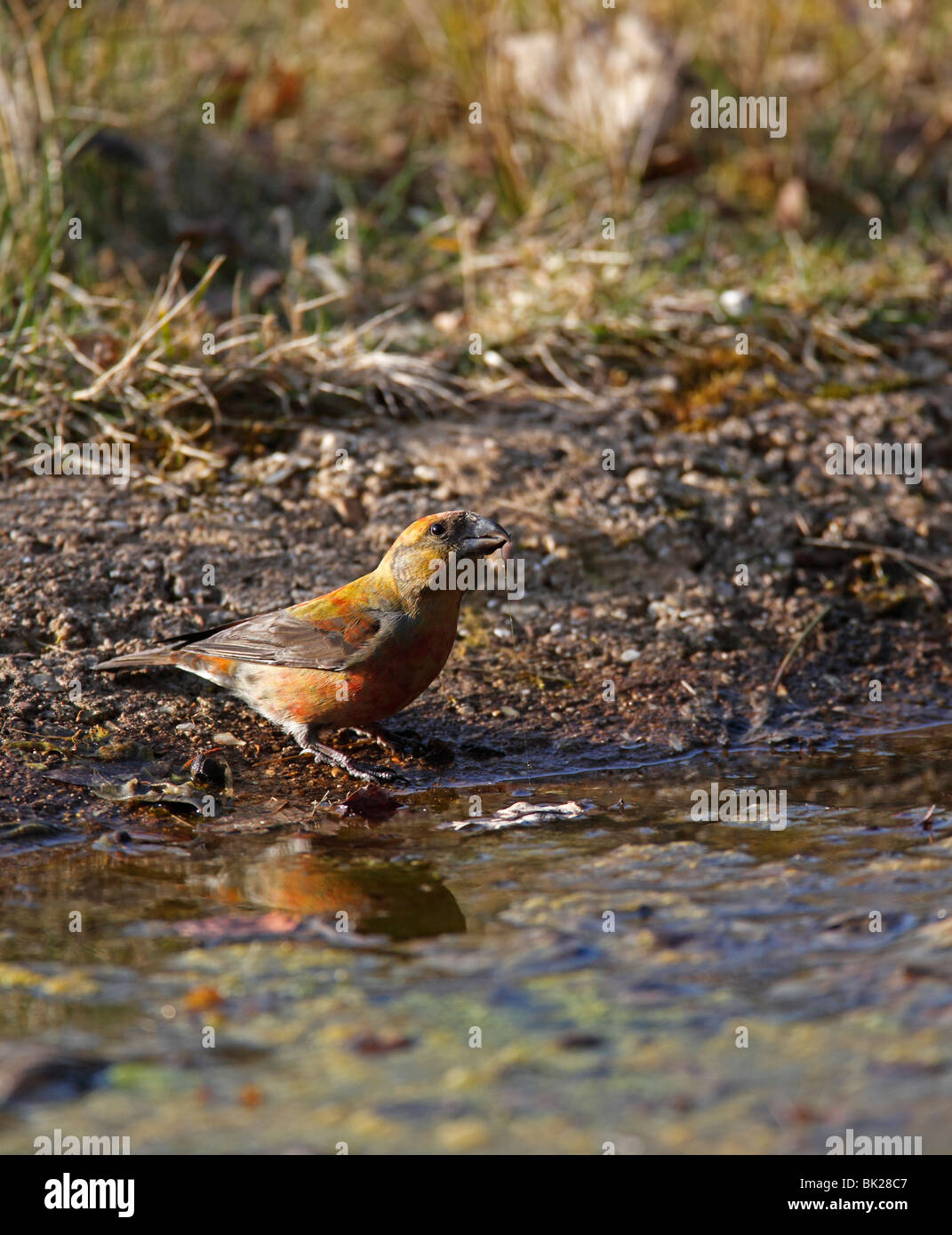 Crossbill (Loxia curvirostra) male drinking from pond Stock Photo - Alamy