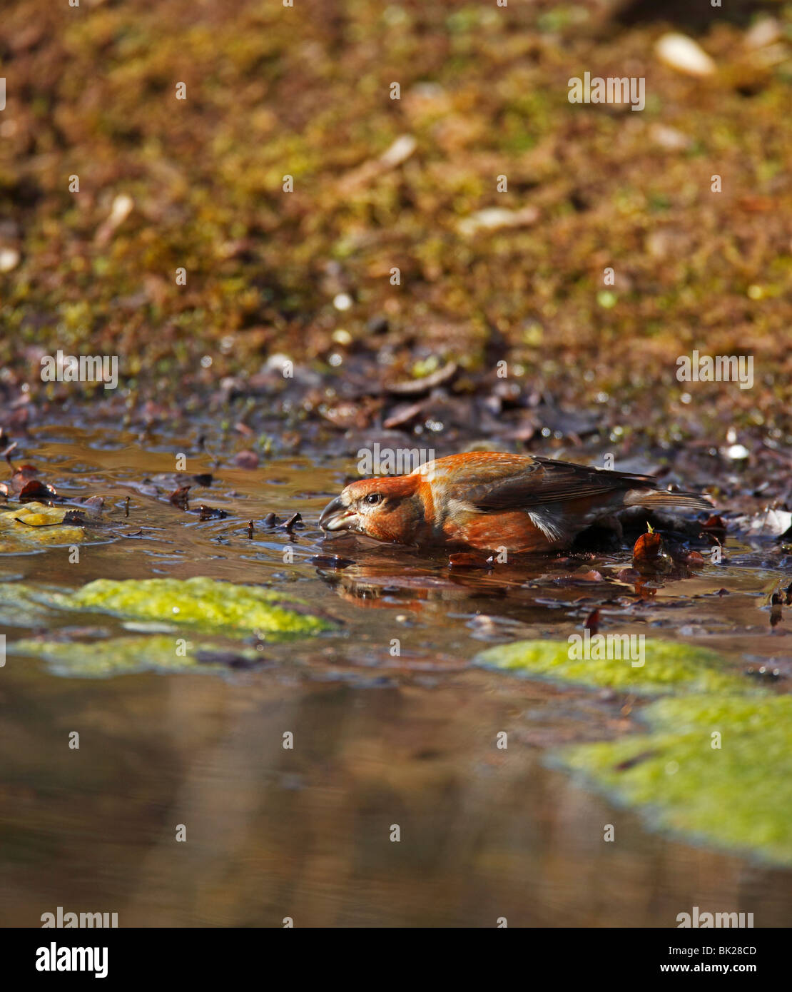 Crossbill (Loxia curvirostra) male drinking from pond Stock Photo - Alamy