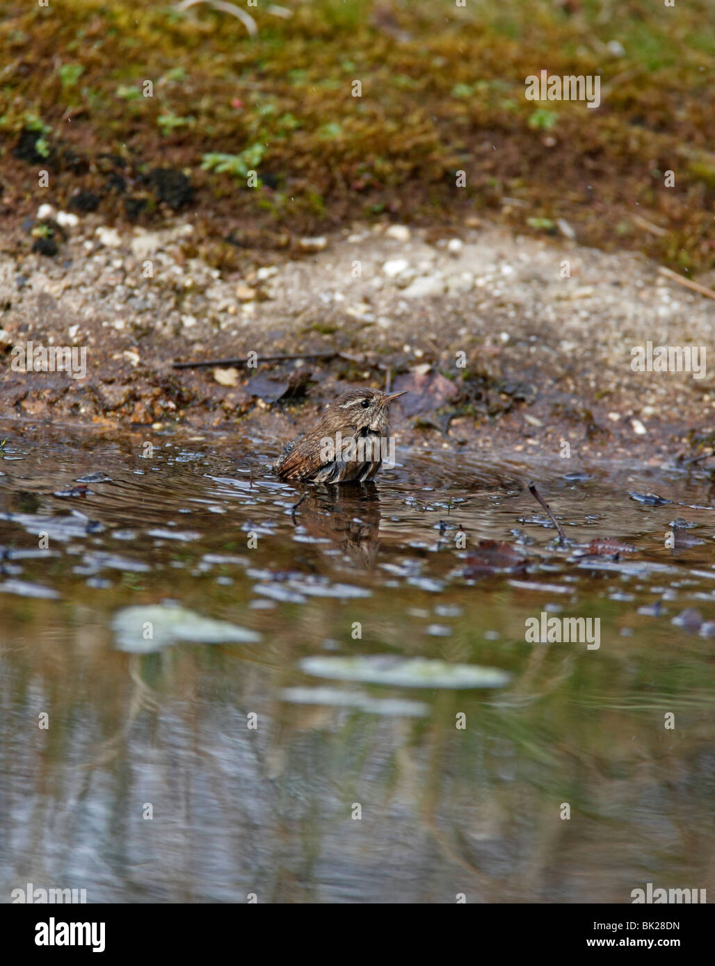 Wren garden pond hi-res stock photography and images - Alamy