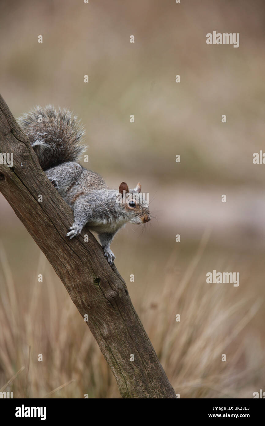 Dead grey squirrel hi-res stock photography and images - Alamy