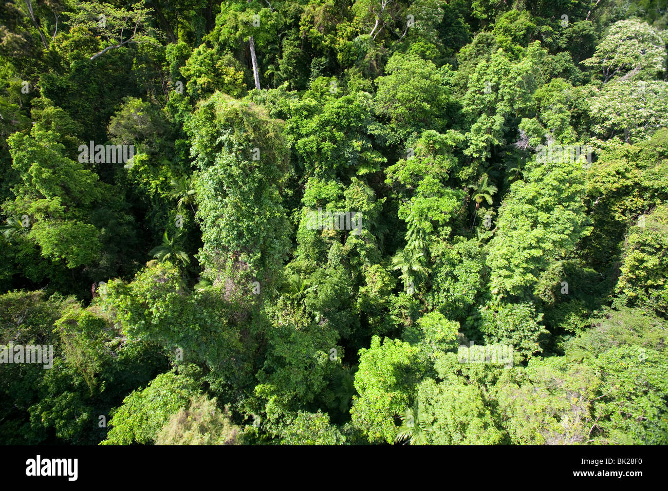 The forest canopy of the Daintree rain forest in northern Queensland ...