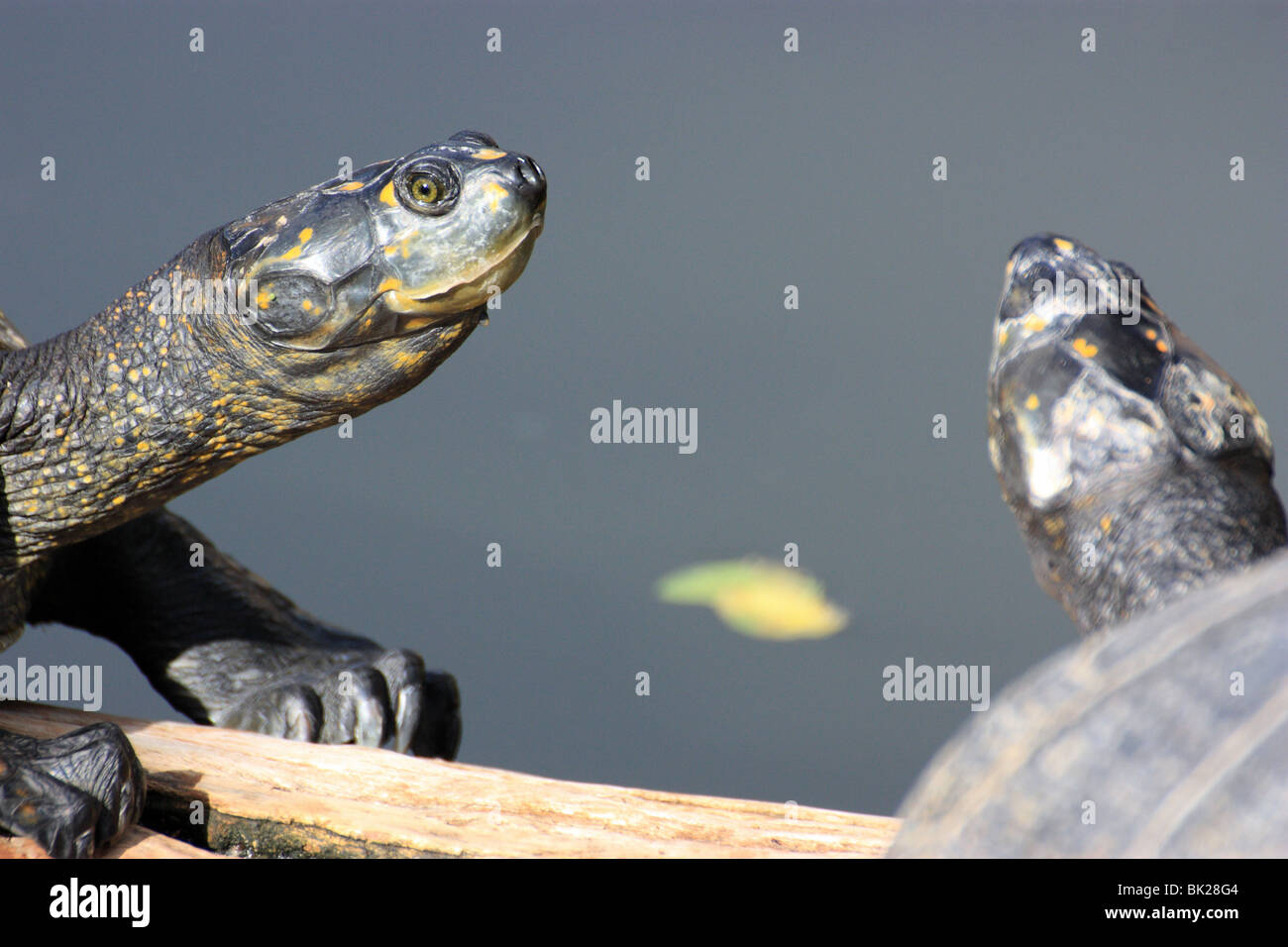 AFRICAN HELMETED TURTLES HORIZONTAL BDA Stock Photo - Alamy