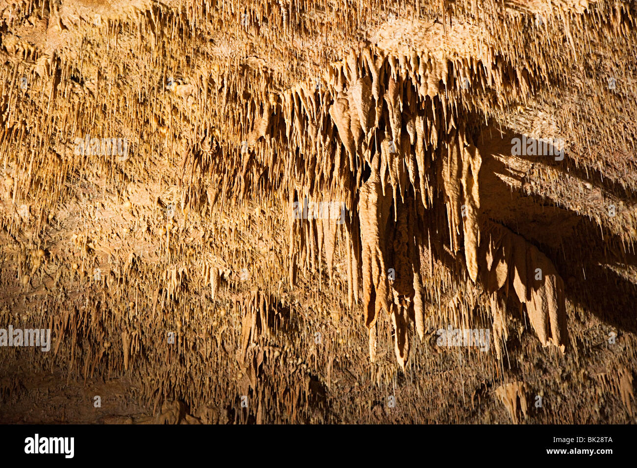 Stalactites in Natural Bridge Caverns, Texas, USA Stock Photo - Alamy