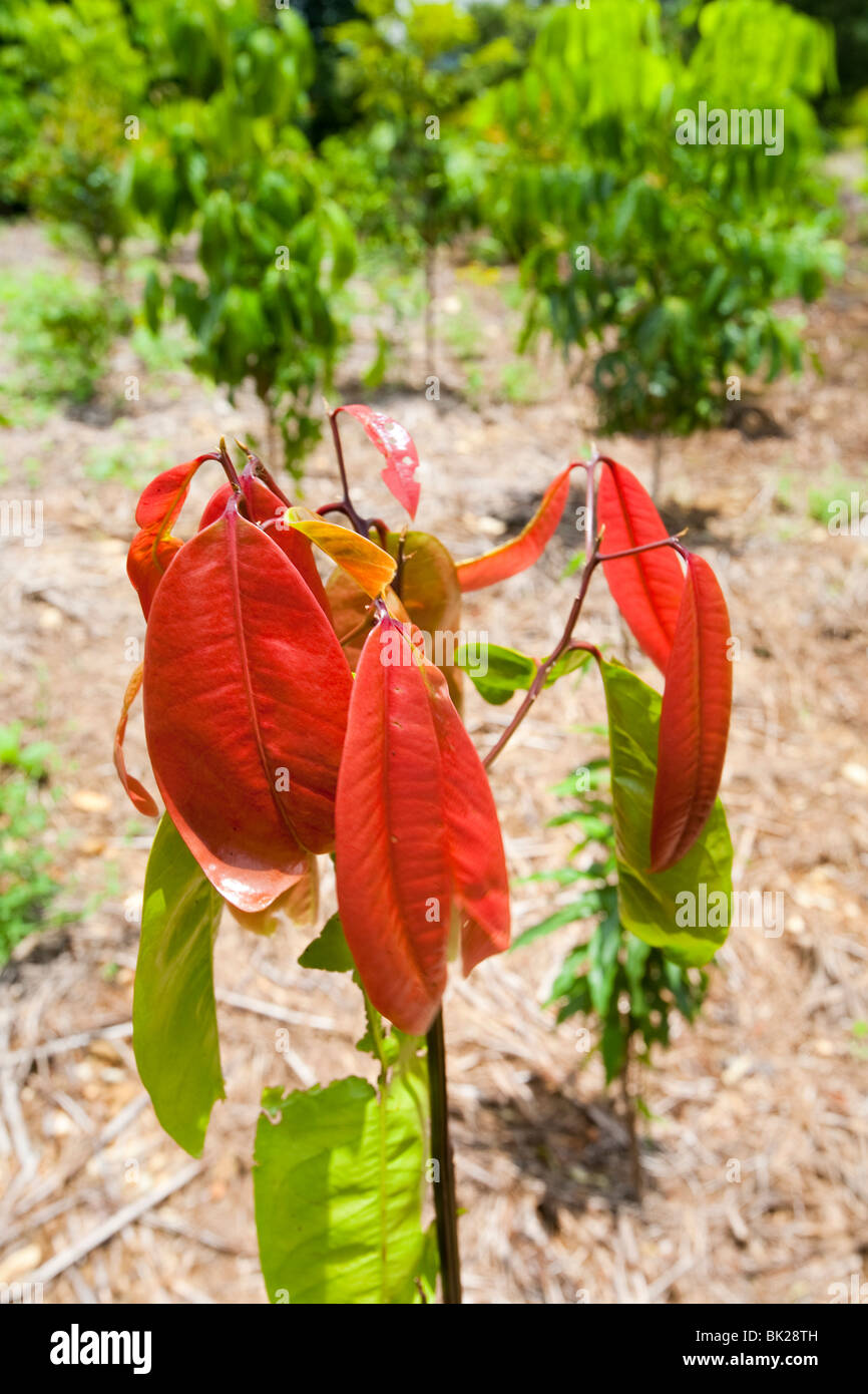 Carbon offset planting High Resolution Stock Photography and Images - Alamy