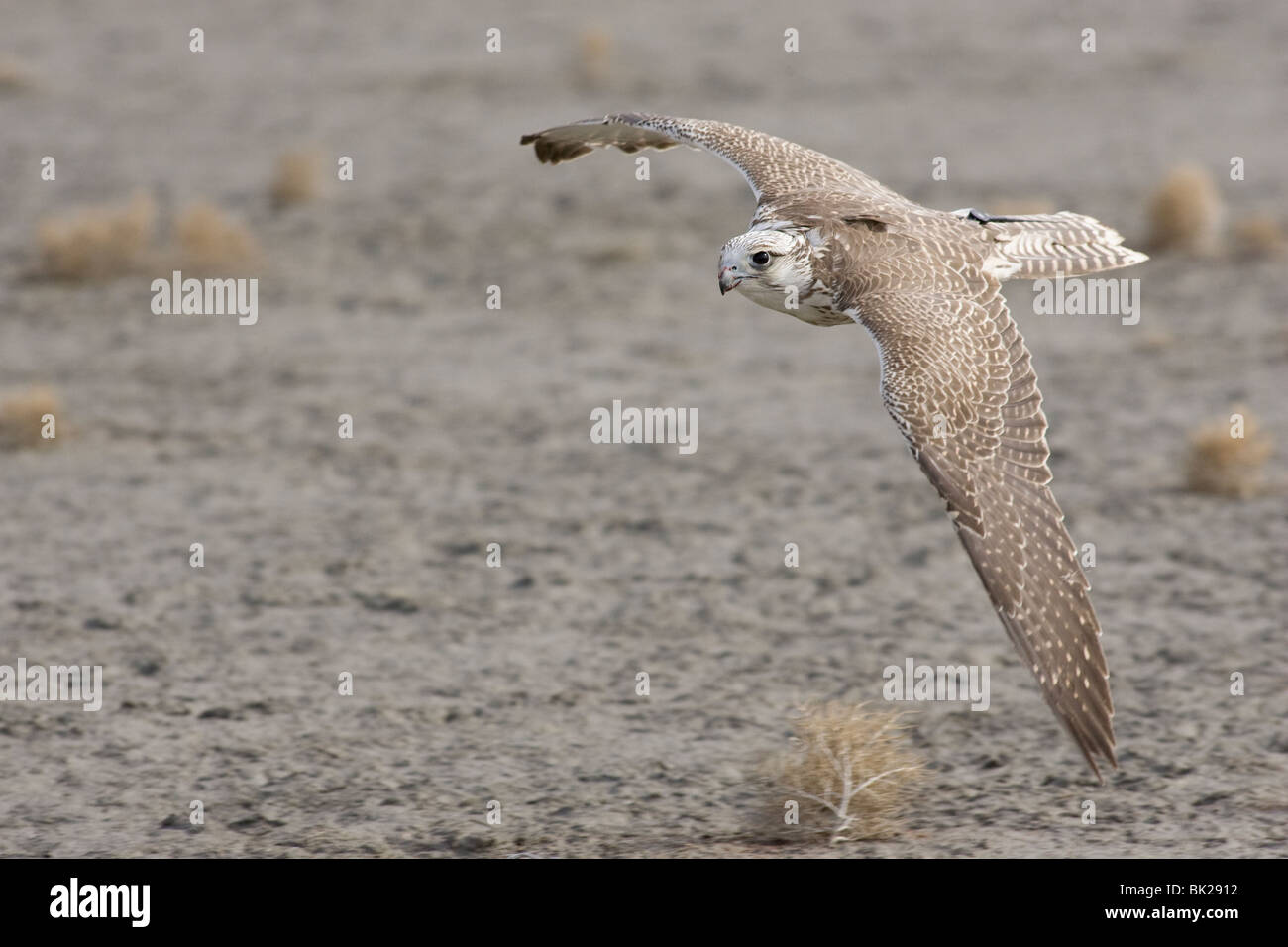 Baby Gyrfalcons Of Predators
