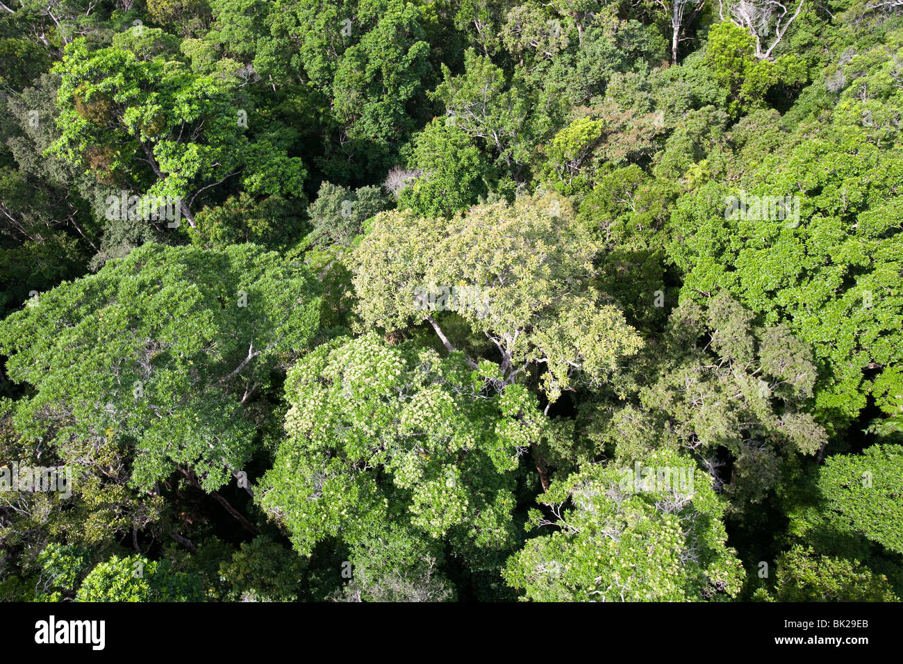 The forest canopy of the Daintree rain forest in northern Queensland ...