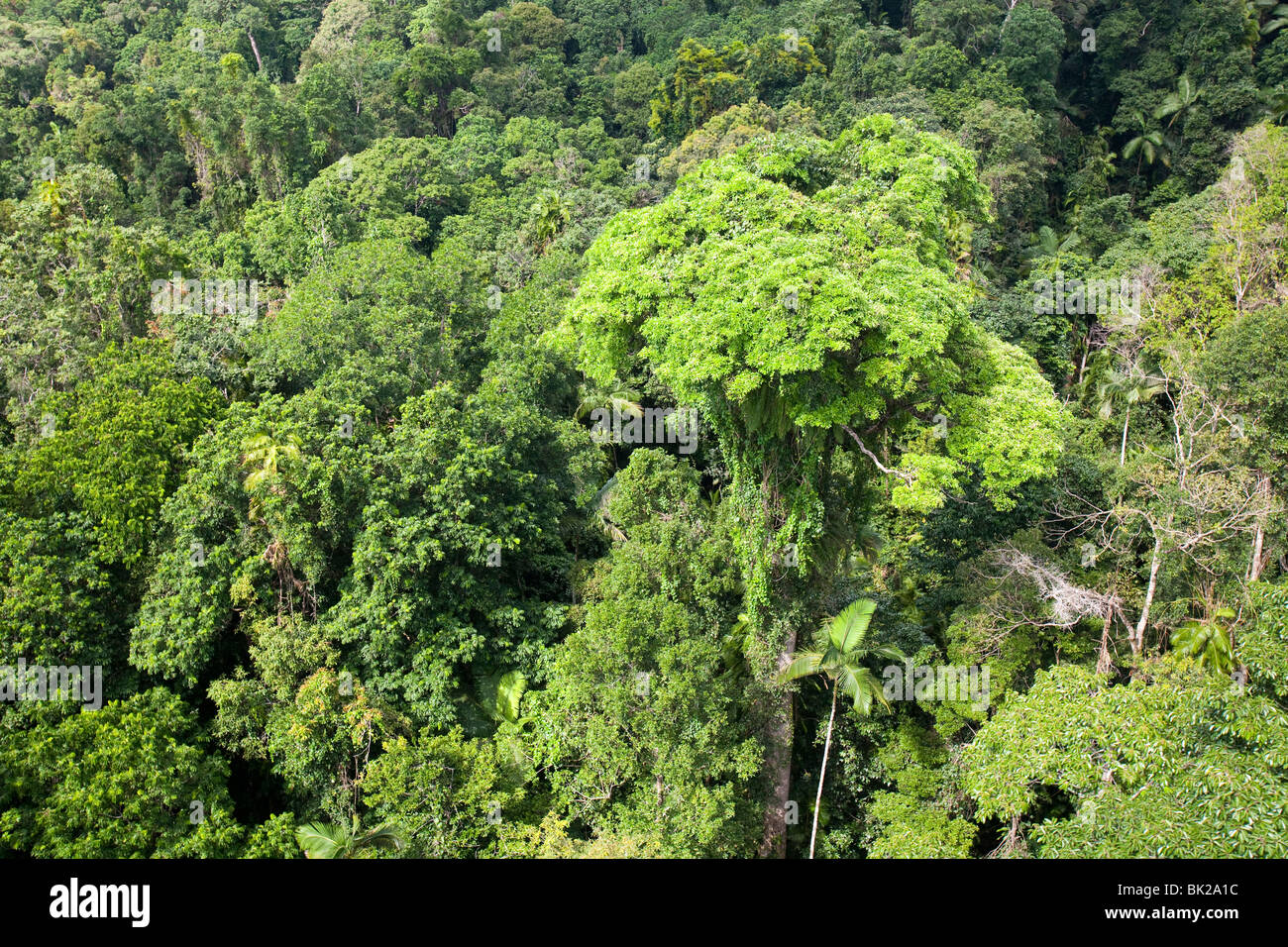 Tropical Rainforest Canopy