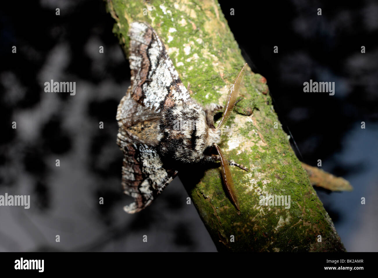 British moths hi-res stock photography and images - Alamy