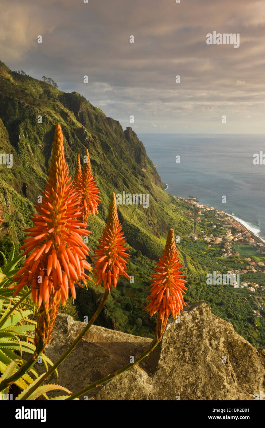 Dramatic light on the South coast of Madeira with red Aloe vera flowers ...
