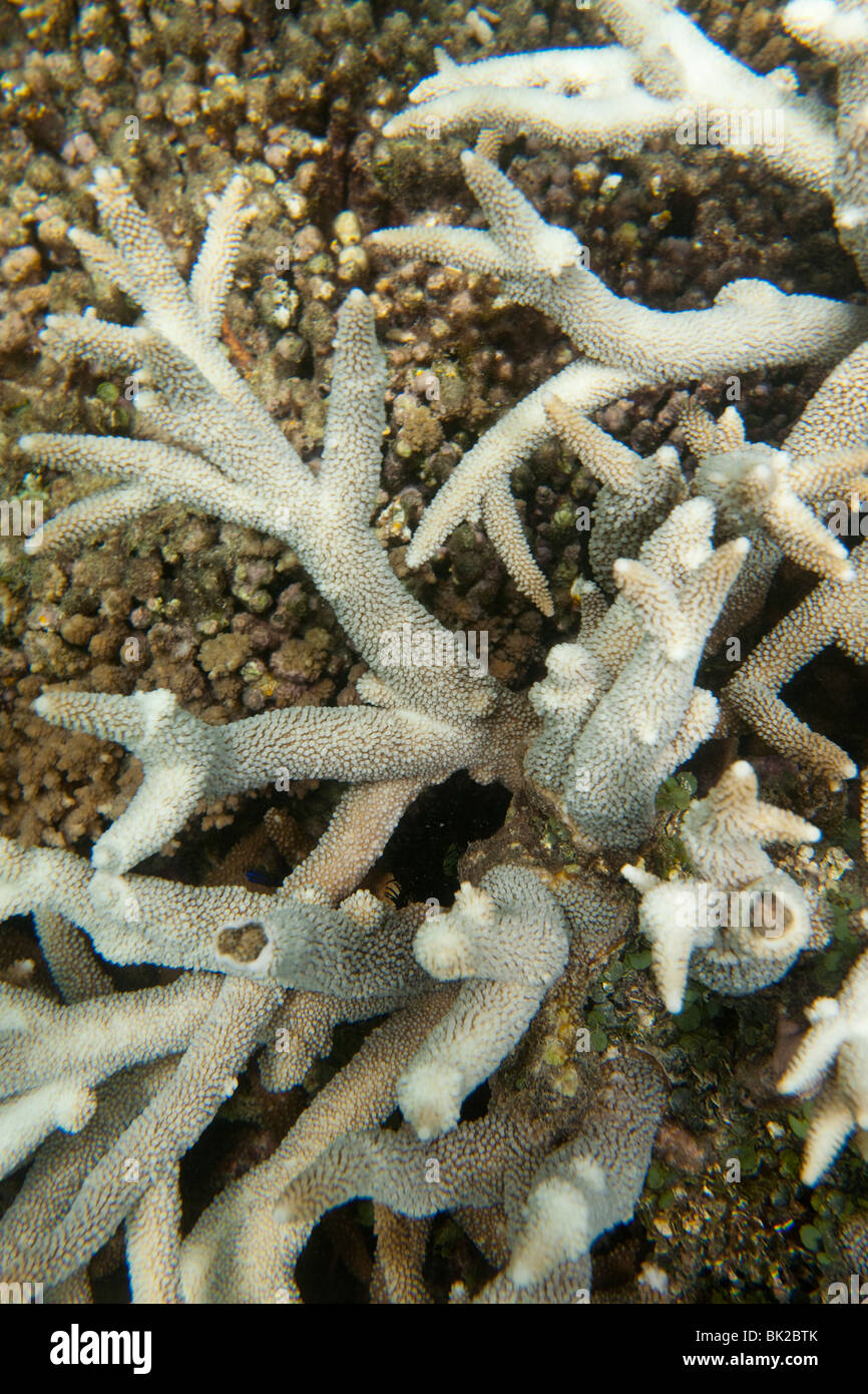 Coral on the Great Barrier Reef, off Cairns, Queensland, Australia ...