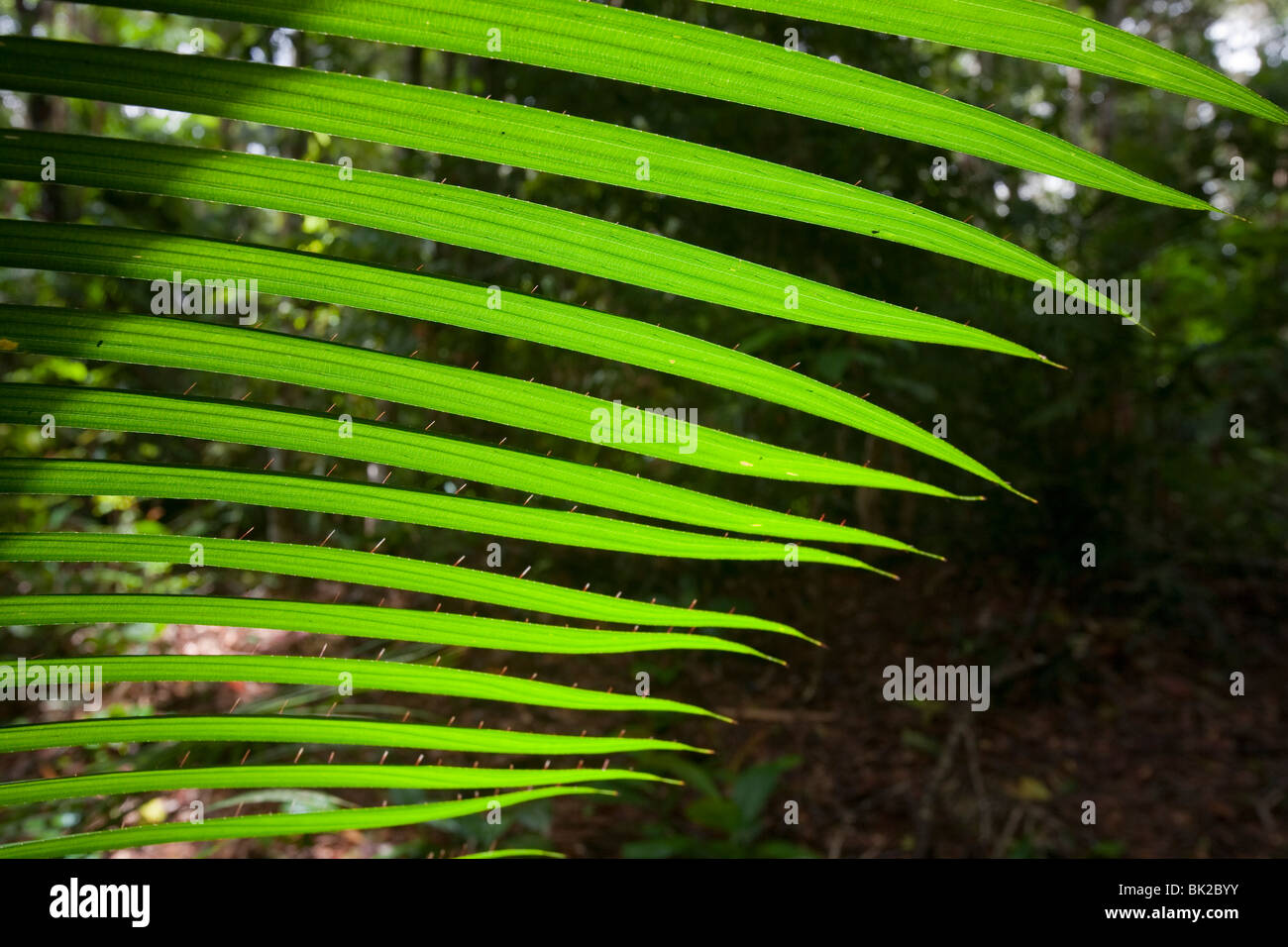 The Daintree rain forest in northern Queensland, Australia Stock Photo ...