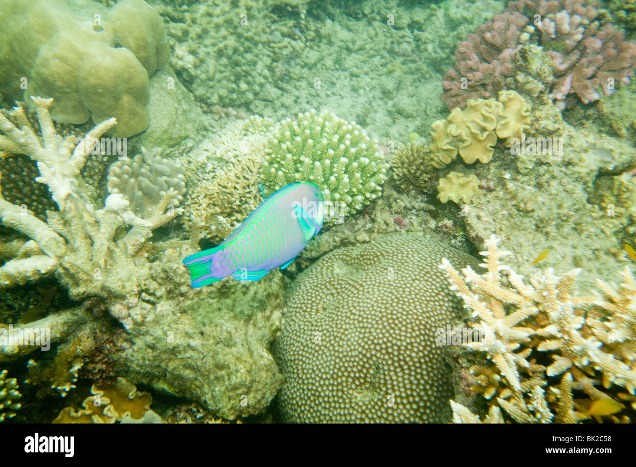 Great barrier reef fish coral hi-res stock photography and images - Alamy