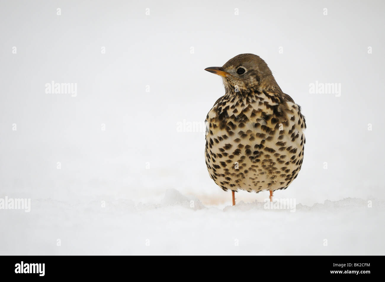 Mistle thrush song thrush hi-res stock photography and images - Alamy