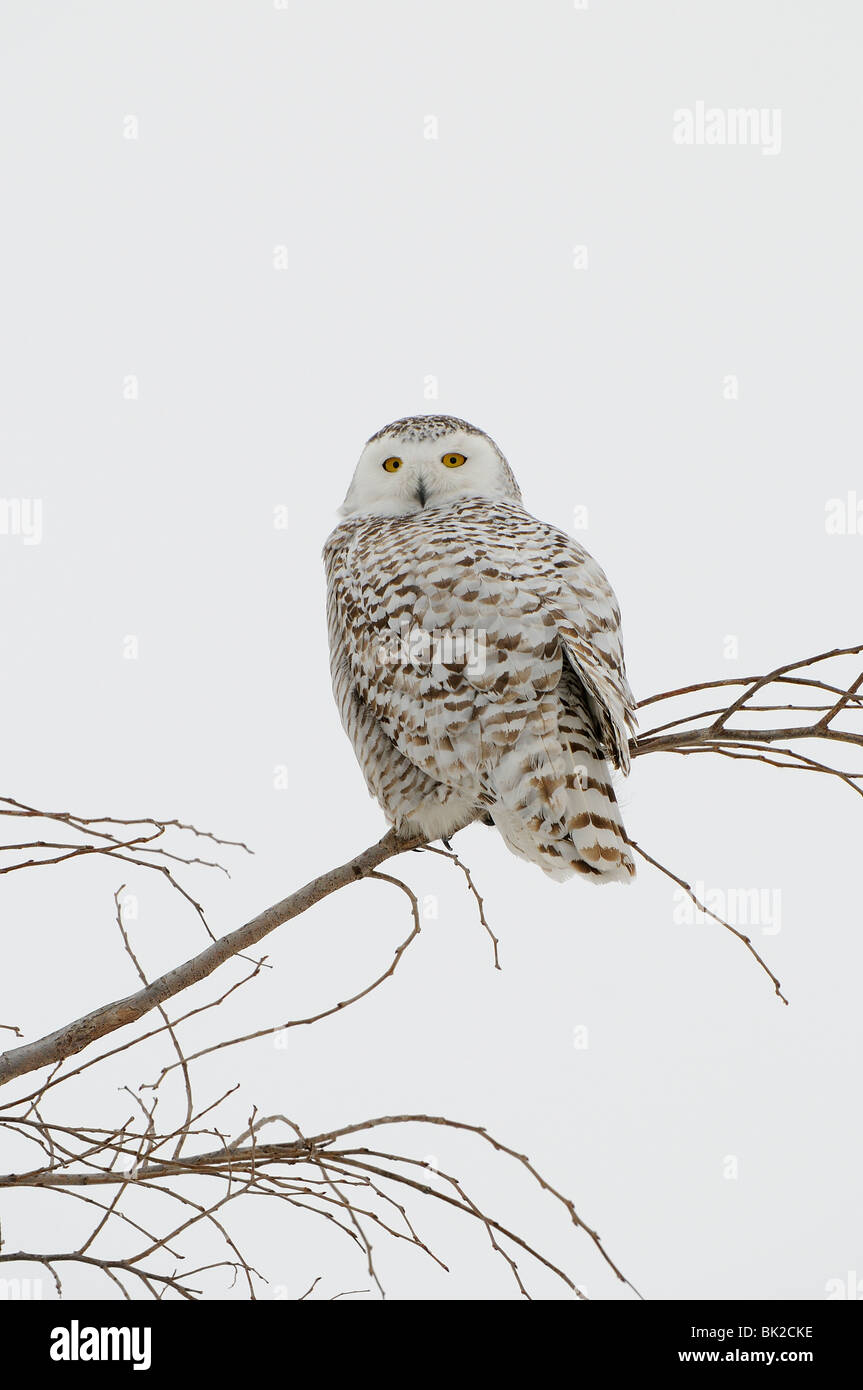 Snowy Owl (Nyctea scandiaca) perched in tree, Quebec, Canada Stock ...