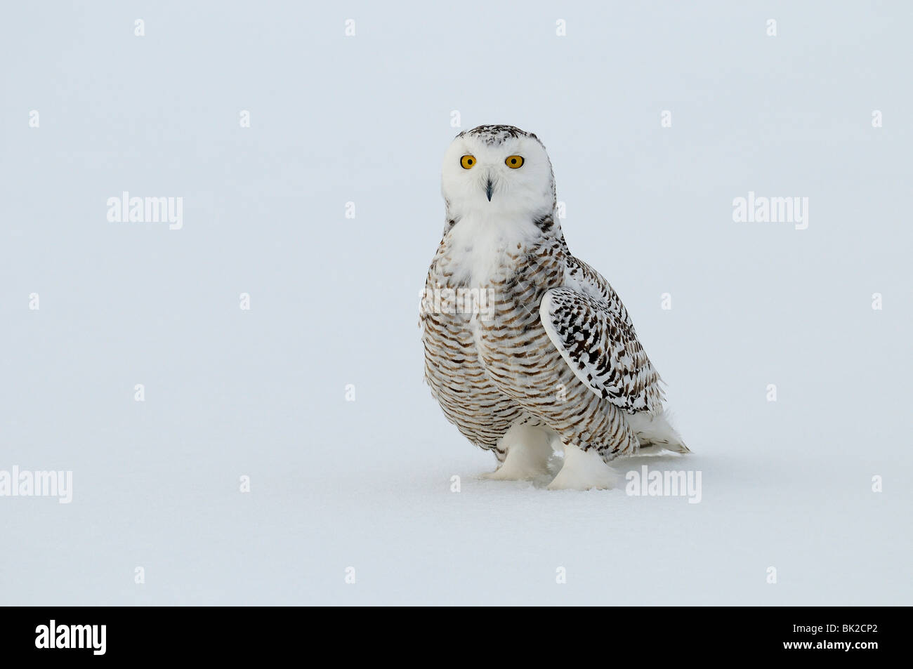 Snowy Owl (Nyctea scandiaca) standing in snow, Quebec, Canada Stock ...