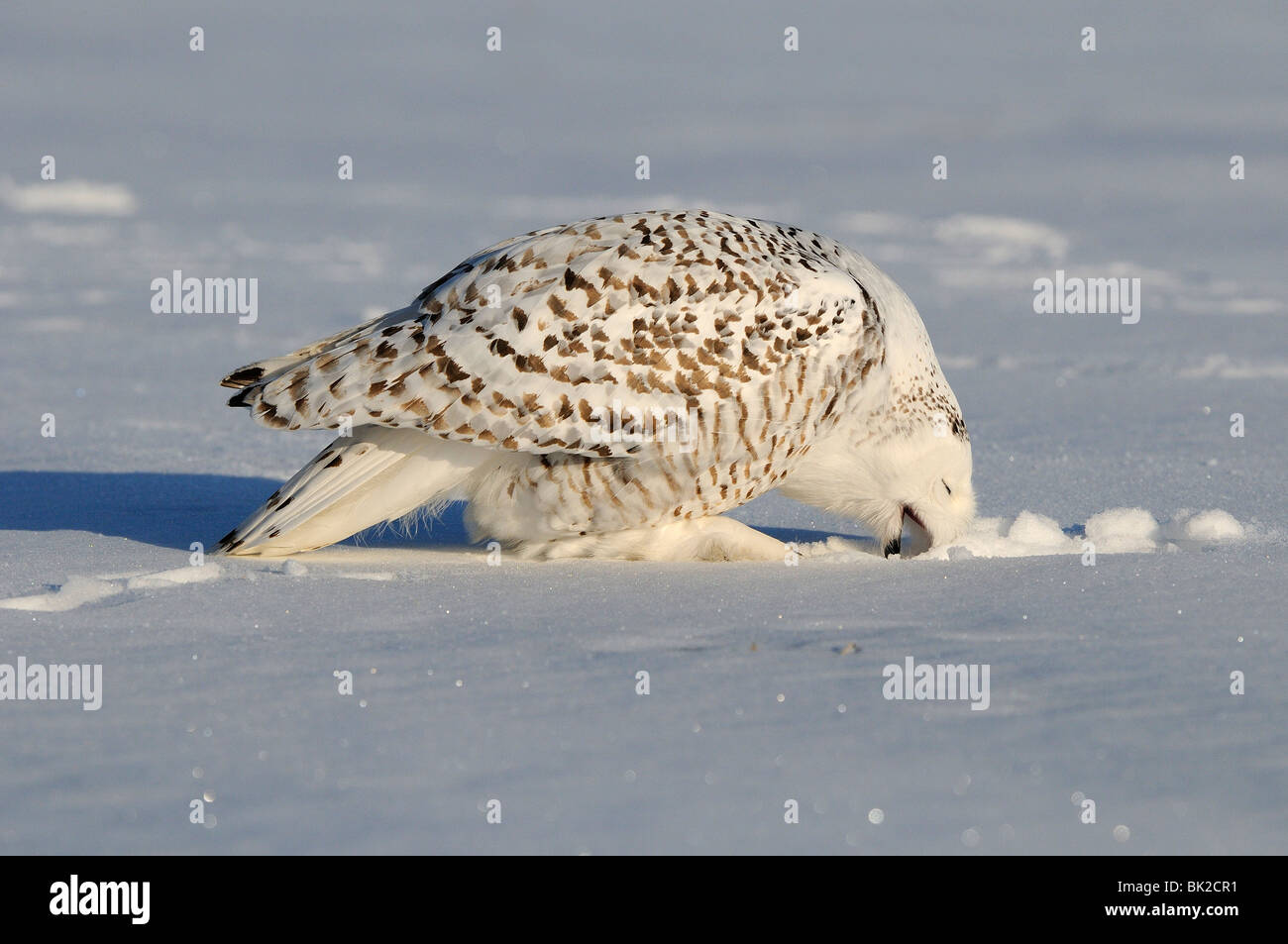Owl eating prey hi-res stock photography and images - Alamy