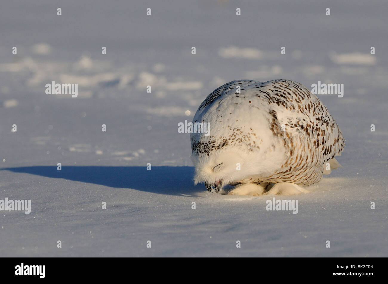 Snowy owl eating hi-res stock photography and images - Alamy