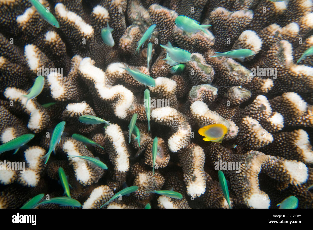 Great barrier reef fish coral hi-res stock photography and images - Alamy