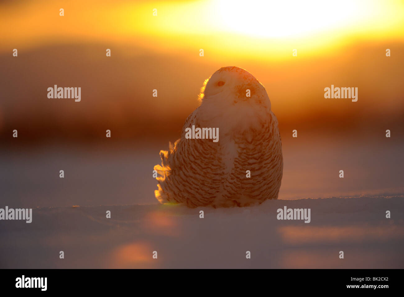 Owl at sunset hi-res stock photography and images - Alamy