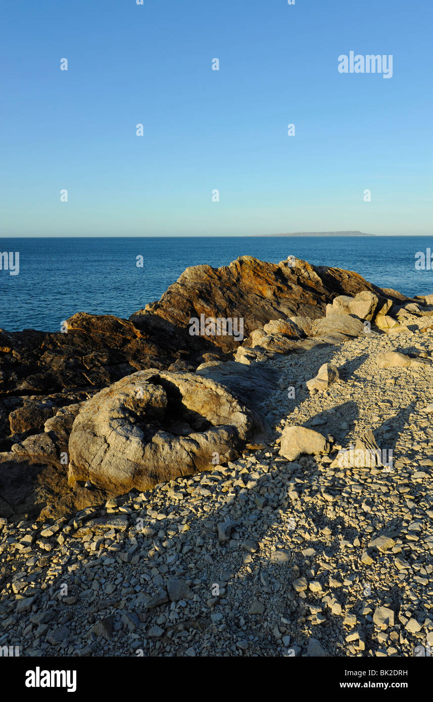 Lulworth cove Dorset fossil forest Stock Photo - Alamy