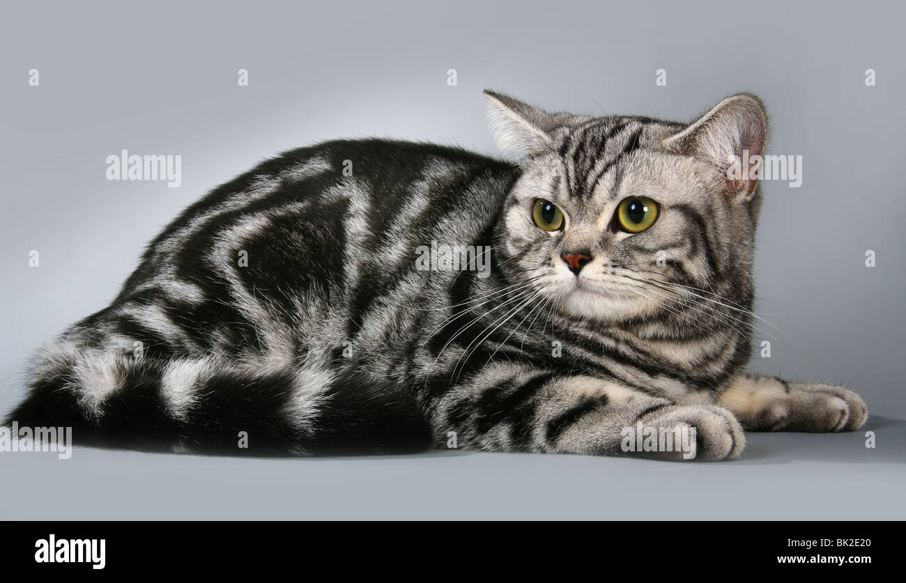 Grey domestic cat Stock Photo - Alamy