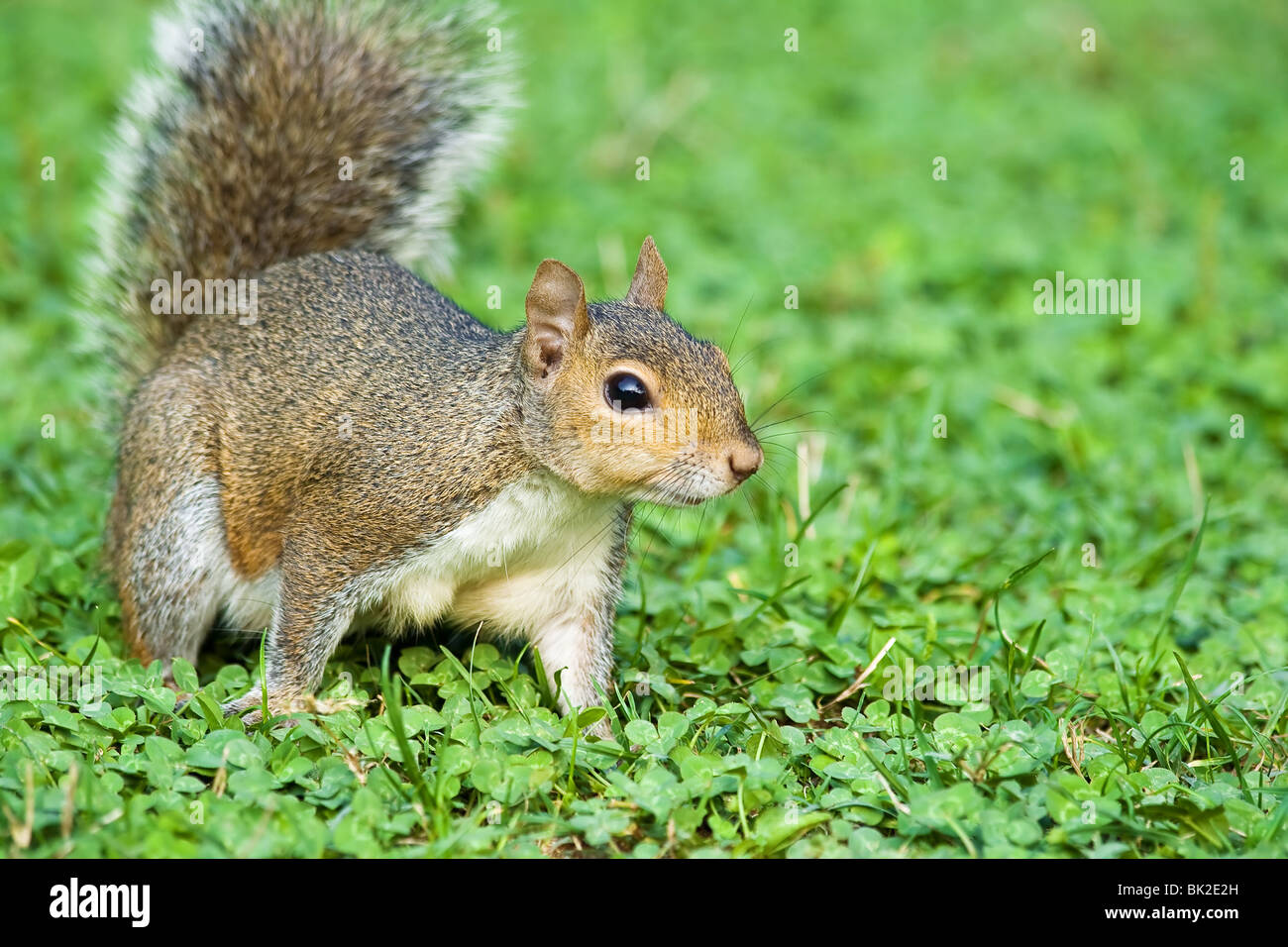 Squirrel on green hi-res stock photography and images - Alamy